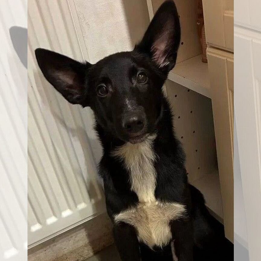 Щенок в добрые руки