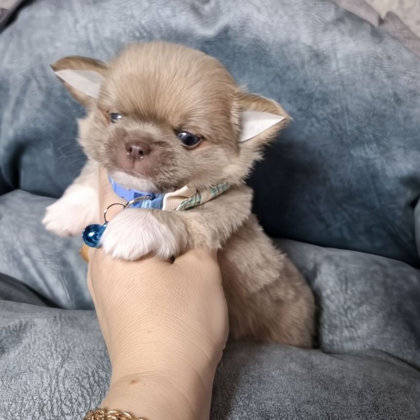 Чихуахуа, щенок