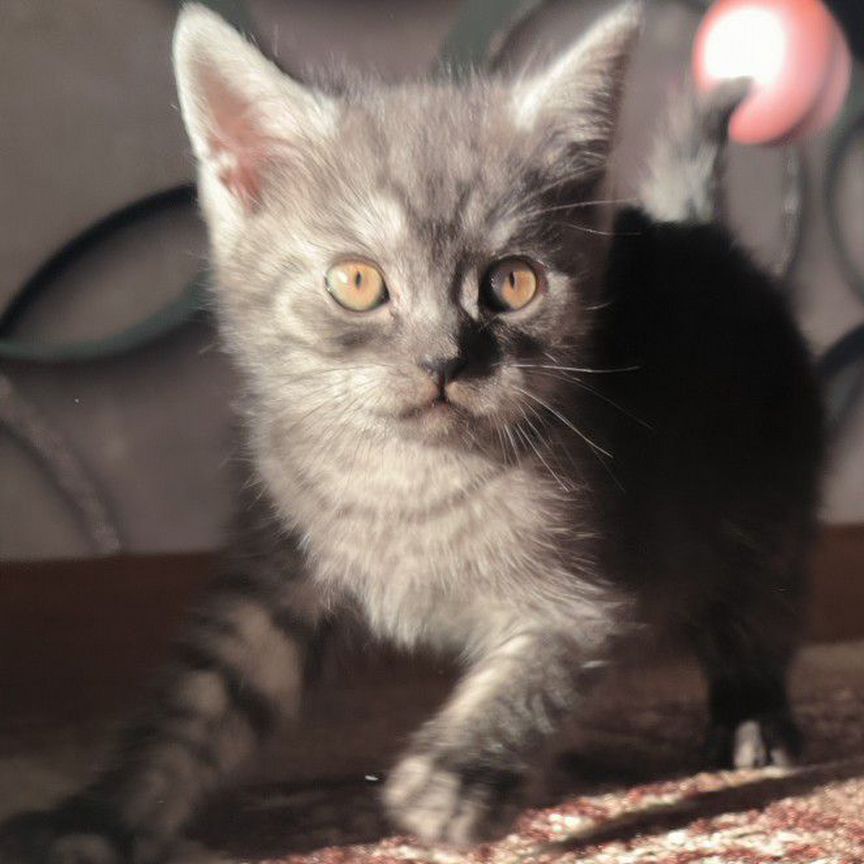 Британский короткошёрстный котёнок