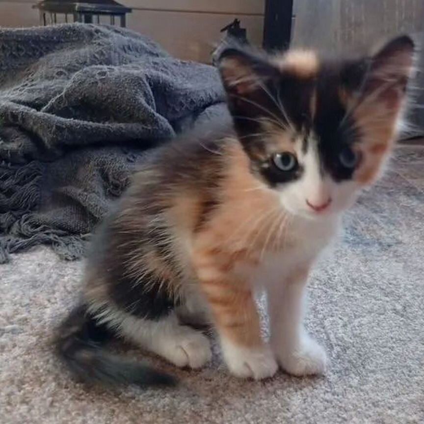 Котёнок в добрые руки