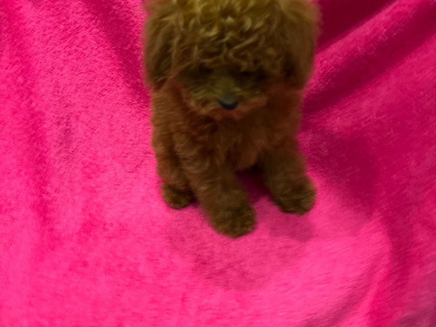 Той-пудель мини мальчик