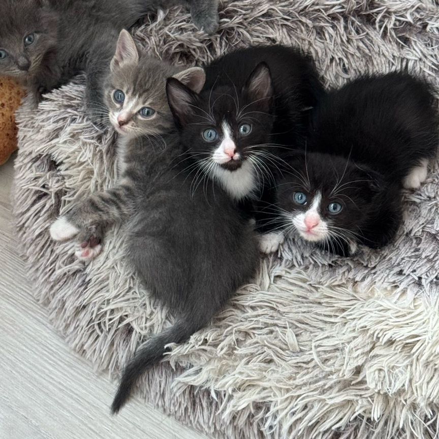 Котёнок в добрые руки