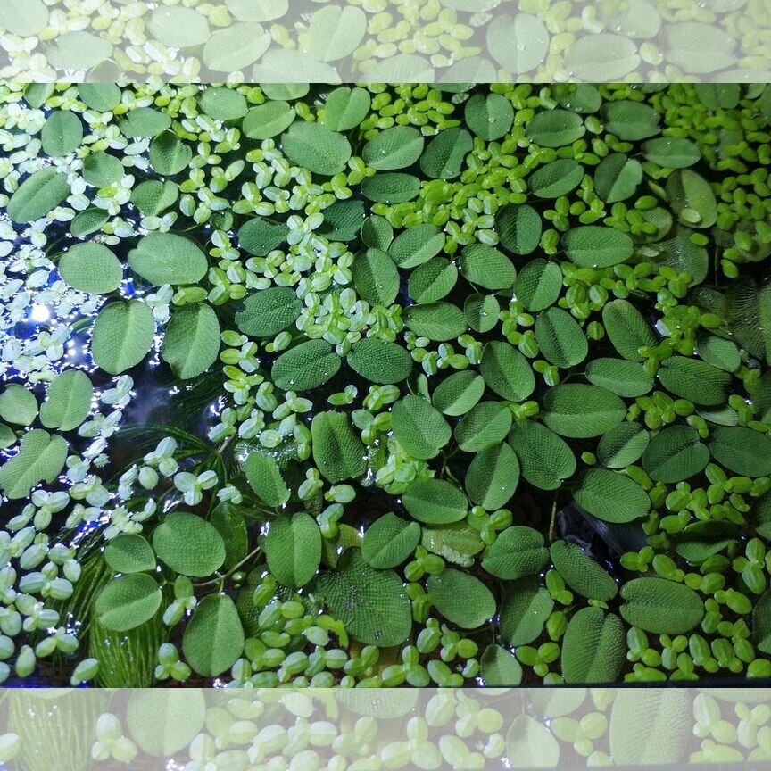 Аквариумное растение сальвиния