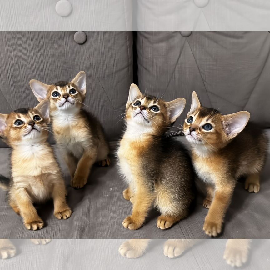 Абиссинский котёнок