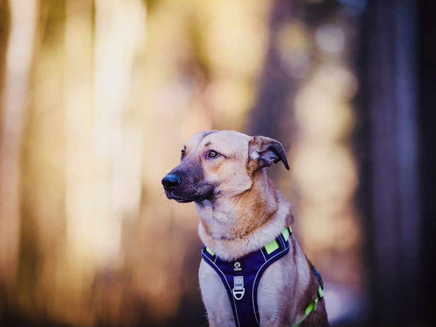 Милый пёсик ищет семью в Москве