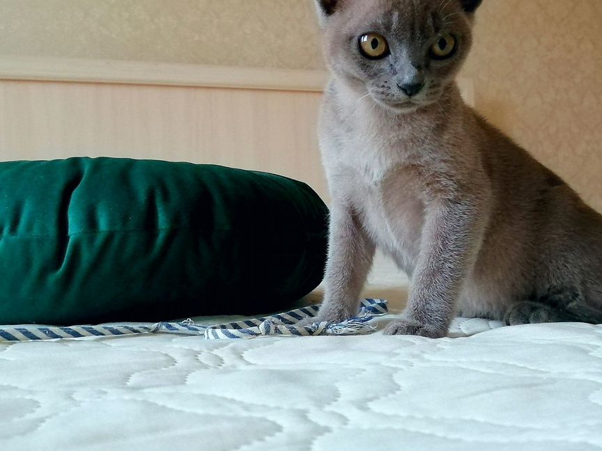 Бурманские котята