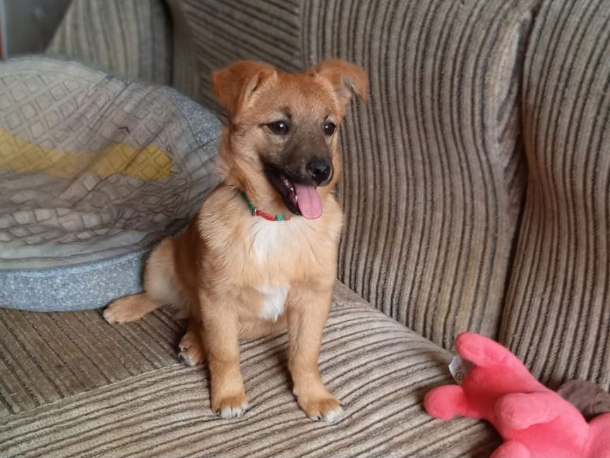 Щенок в добрые руки