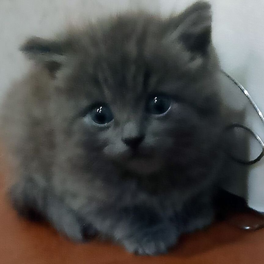 Сибирский котёнок