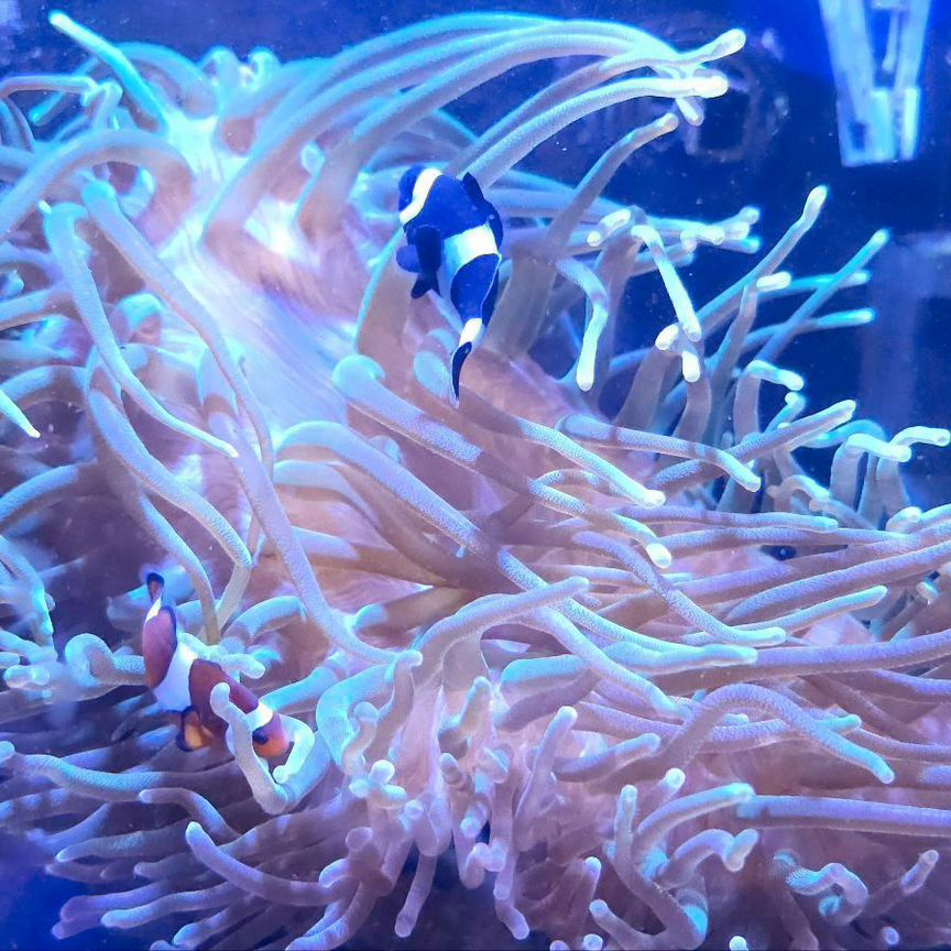 Актиния магнифика зеленая