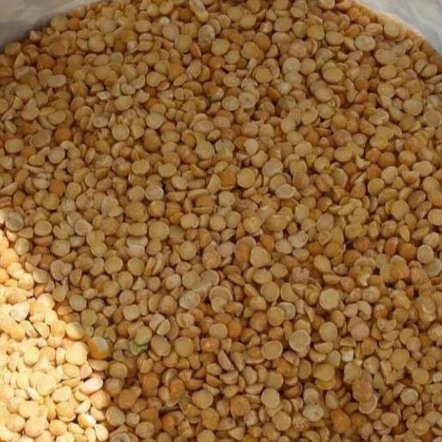 Горох кормовой