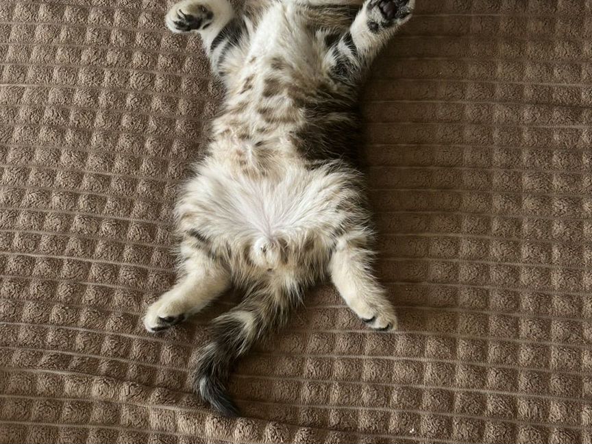 Шотландский котенок скоттиш страйт