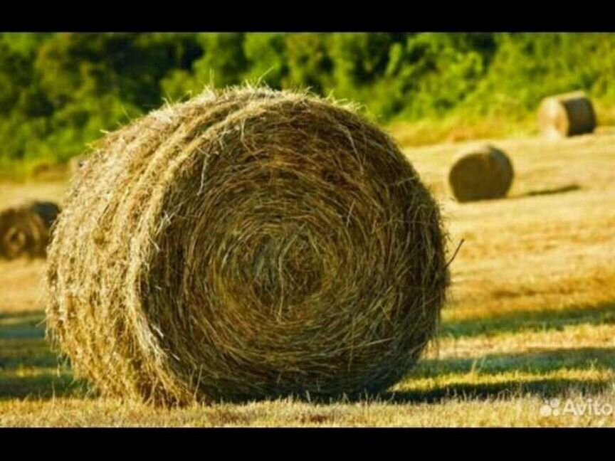 Сено в рулонах