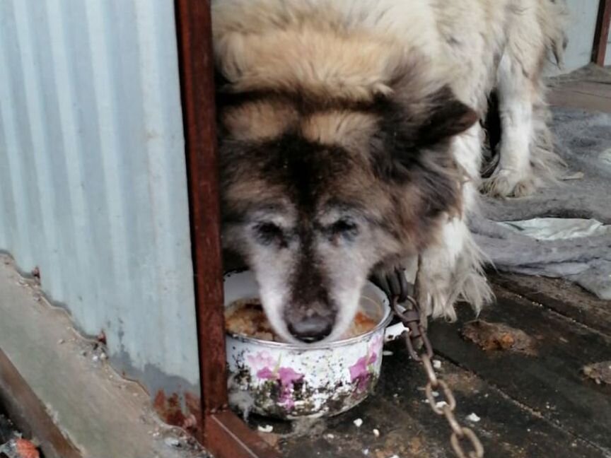 Пиренейская горная собака