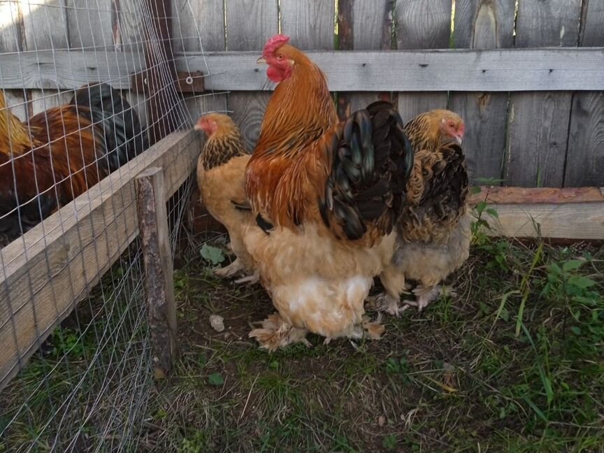 Брама палевая