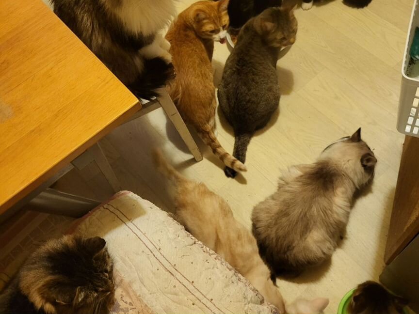 Приют котики помощь