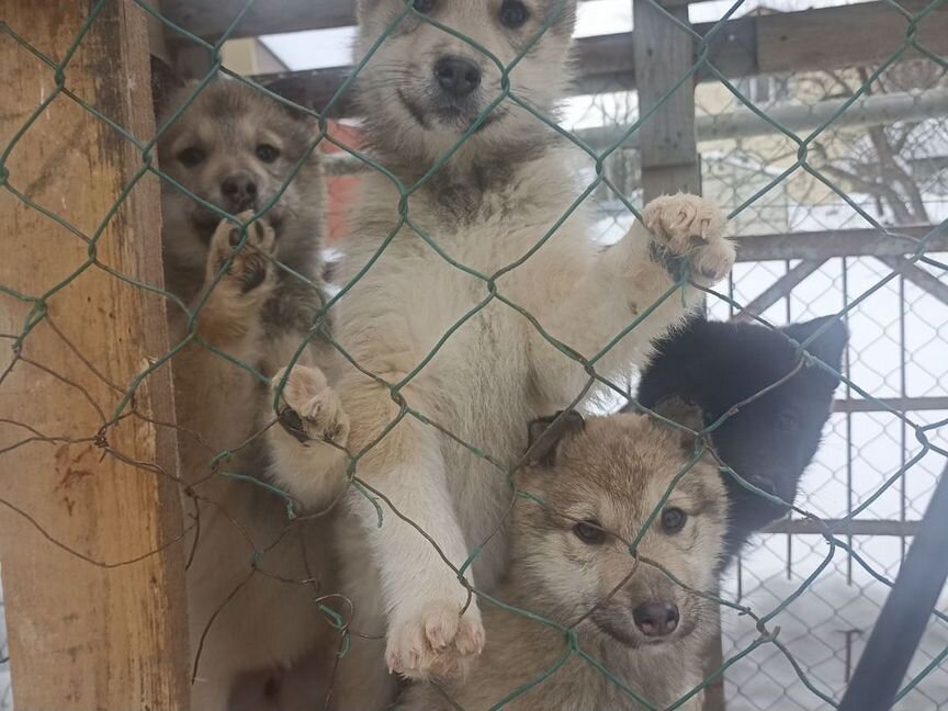 Продаются щенки Западно Сибирской лайки