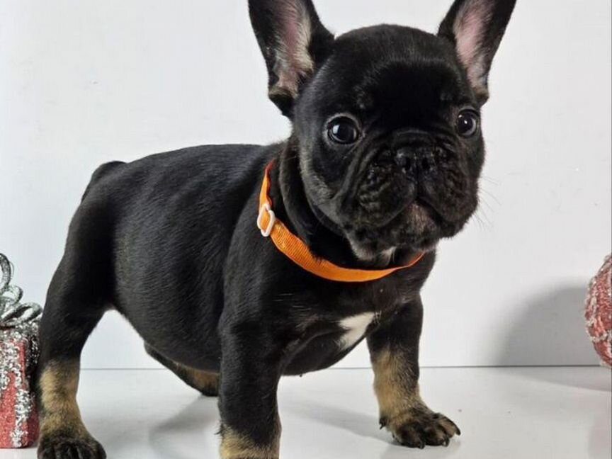 Французский бульдог