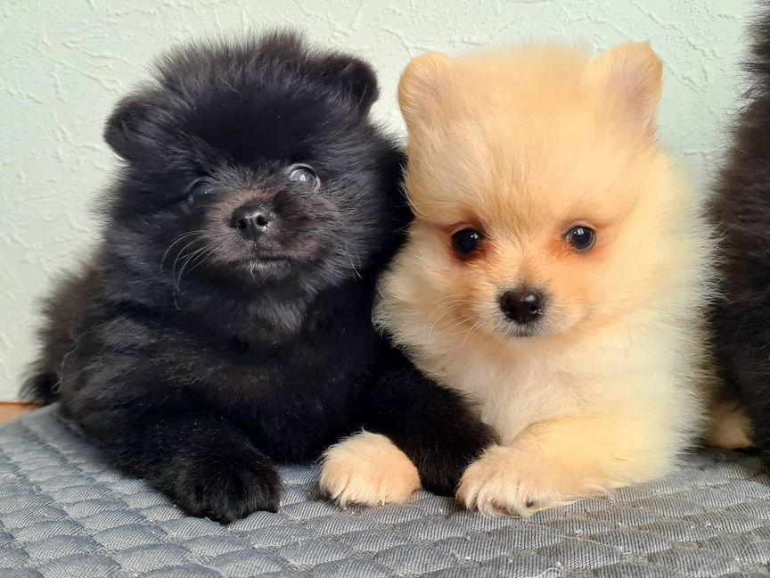 Померанский шпиц медвежьего типа девочки