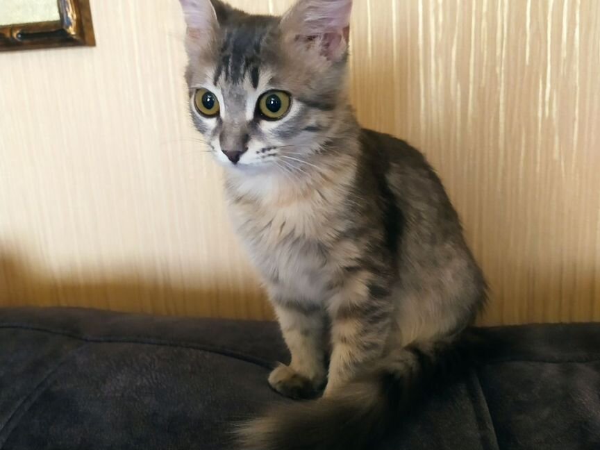 Мышка-малышка