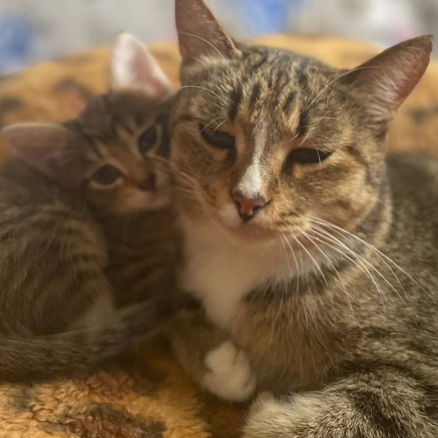 Котята в добрые руки приучены к лотку
