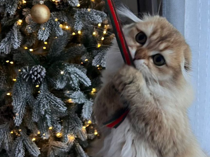 Шотландская вислоухая кошка