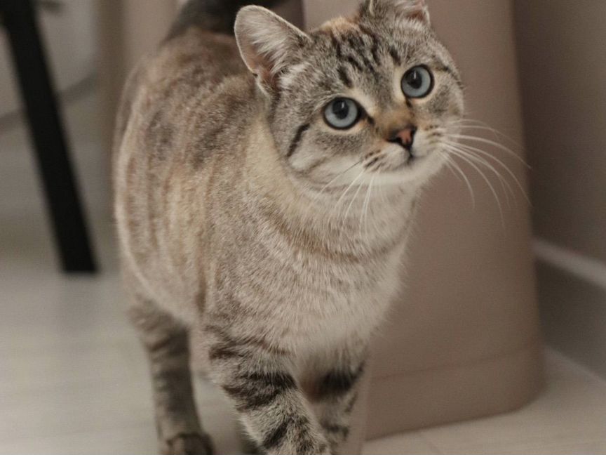Кошка голубоглазая