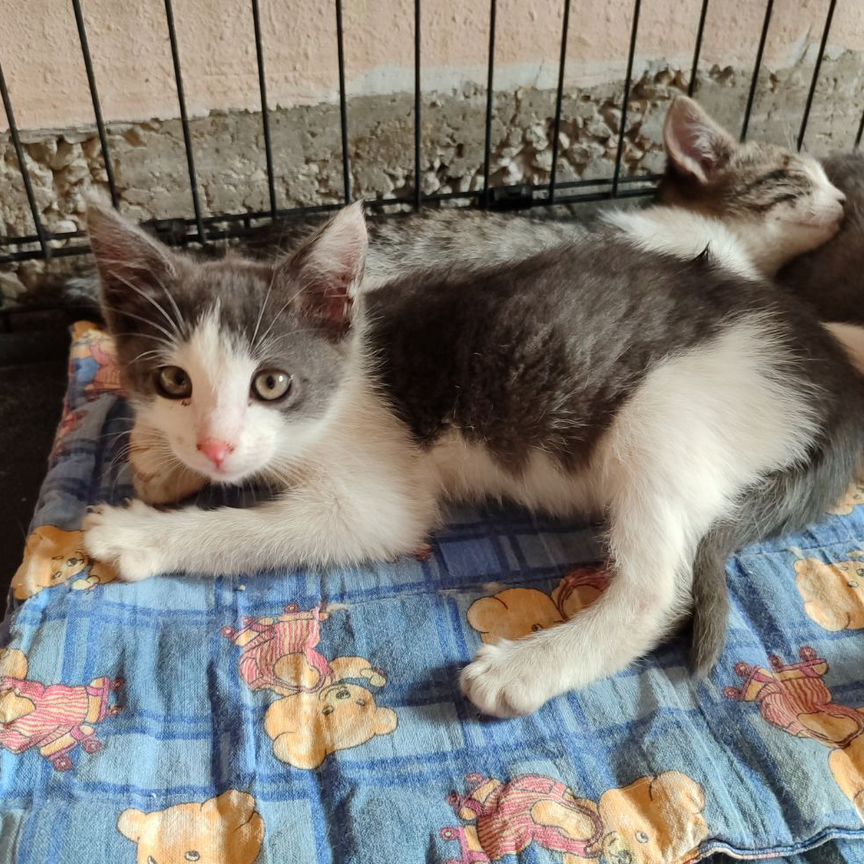 Котенок мальчик в добрые руки