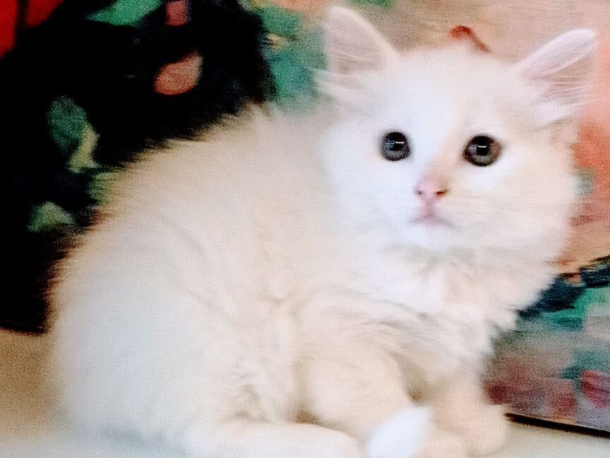 Белоснежная красотка