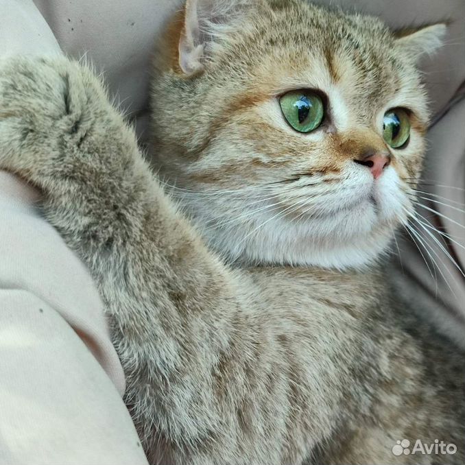 Шотландская черная золотистая кошка