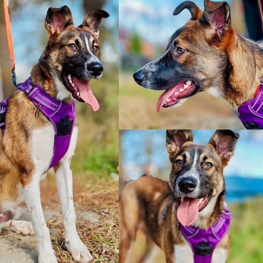 Активный и добрый молодой пес