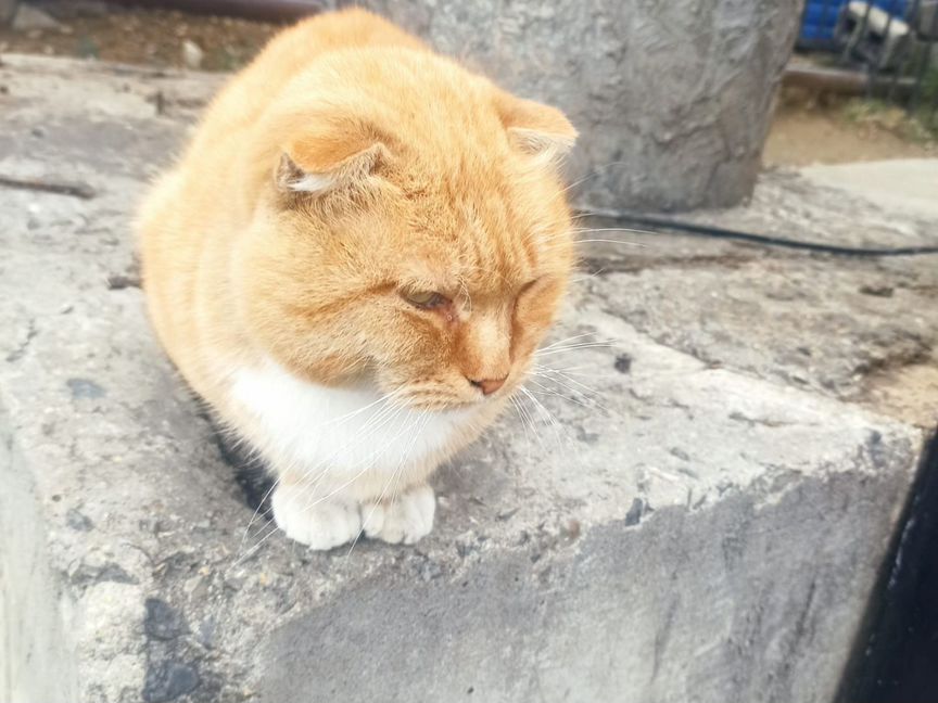 Кошка