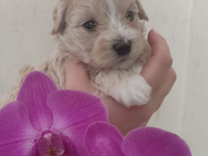 Мальтипу f1 девочка