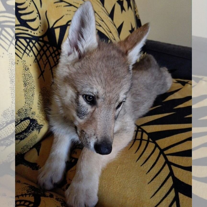 Волкособ, щенок