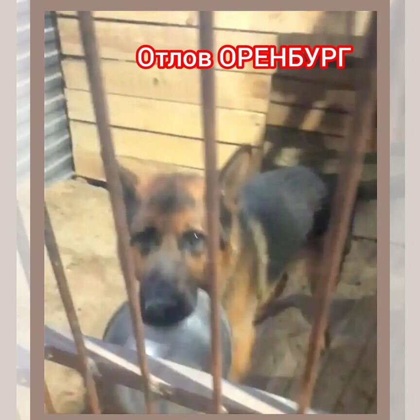 Немецкая овчарка, взрослый пёс