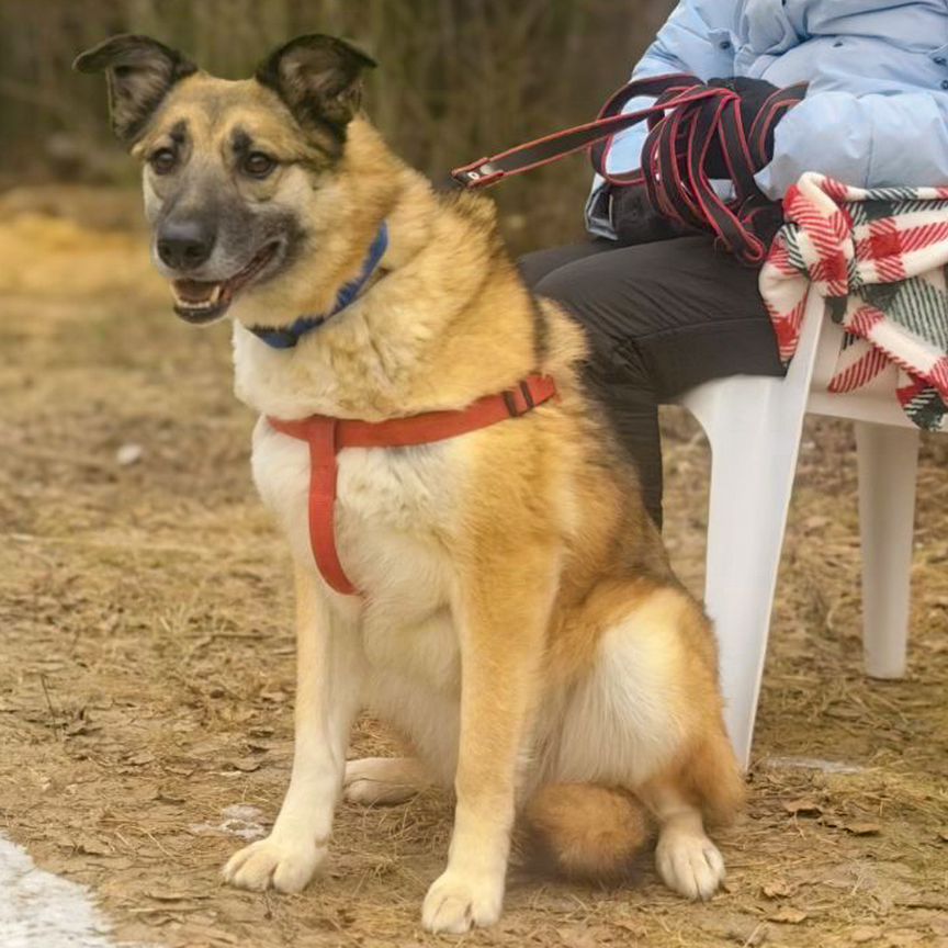 Собака 5 лет в приюте