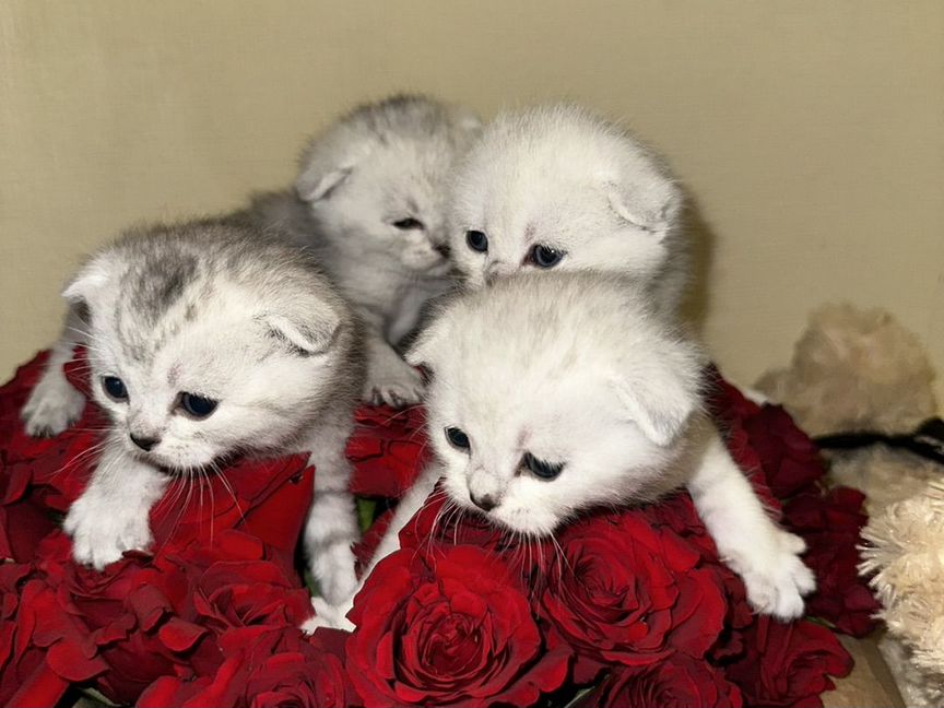 Шотландские котята