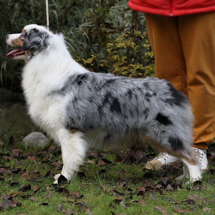 Австралийская овчарка, щенок