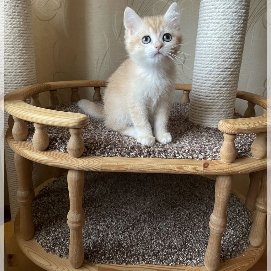 Золотой британский котик