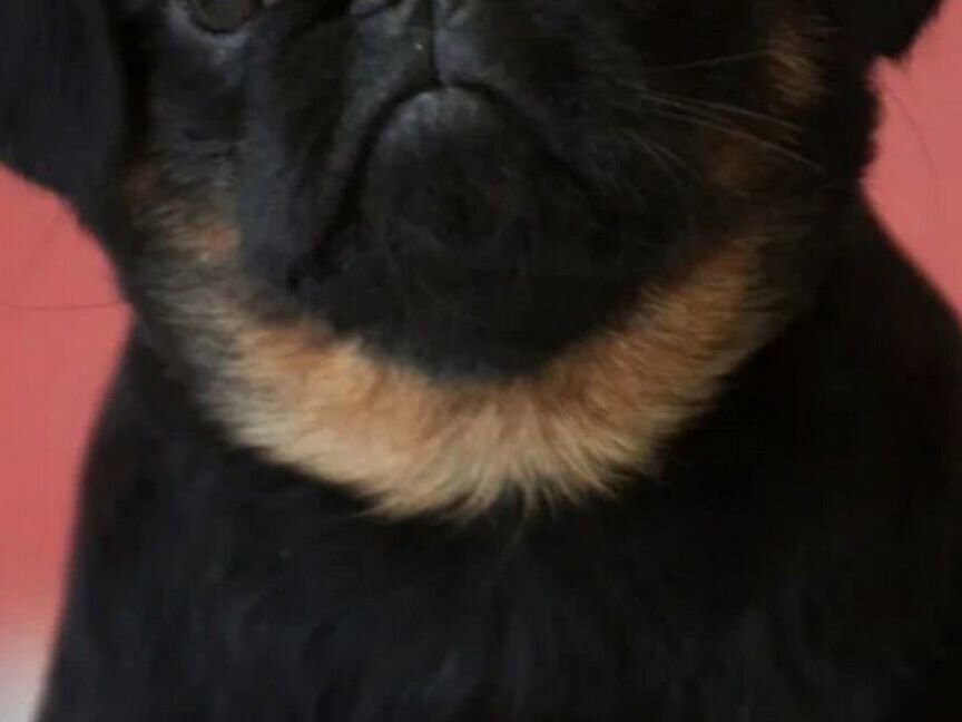 Пти брабансон