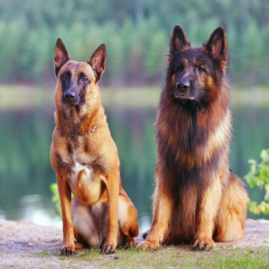 Щенки овчарки