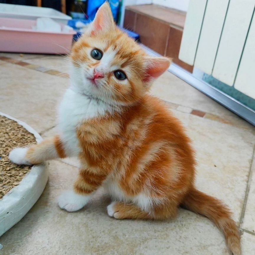 Рыжие котята в добрые ручки