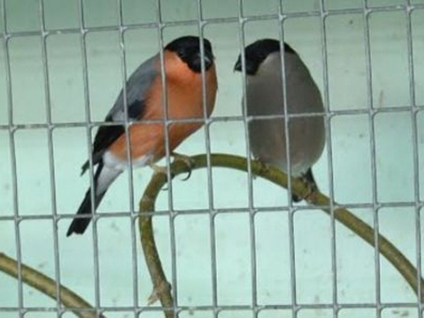 Снегири пара (мальчик и девочка) цена за обоих