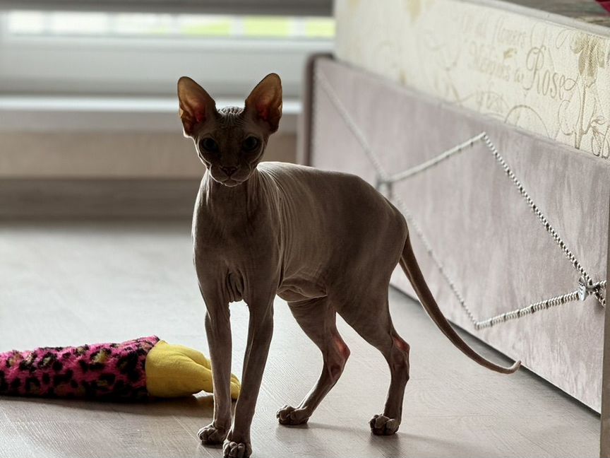 Канадский сфинкс