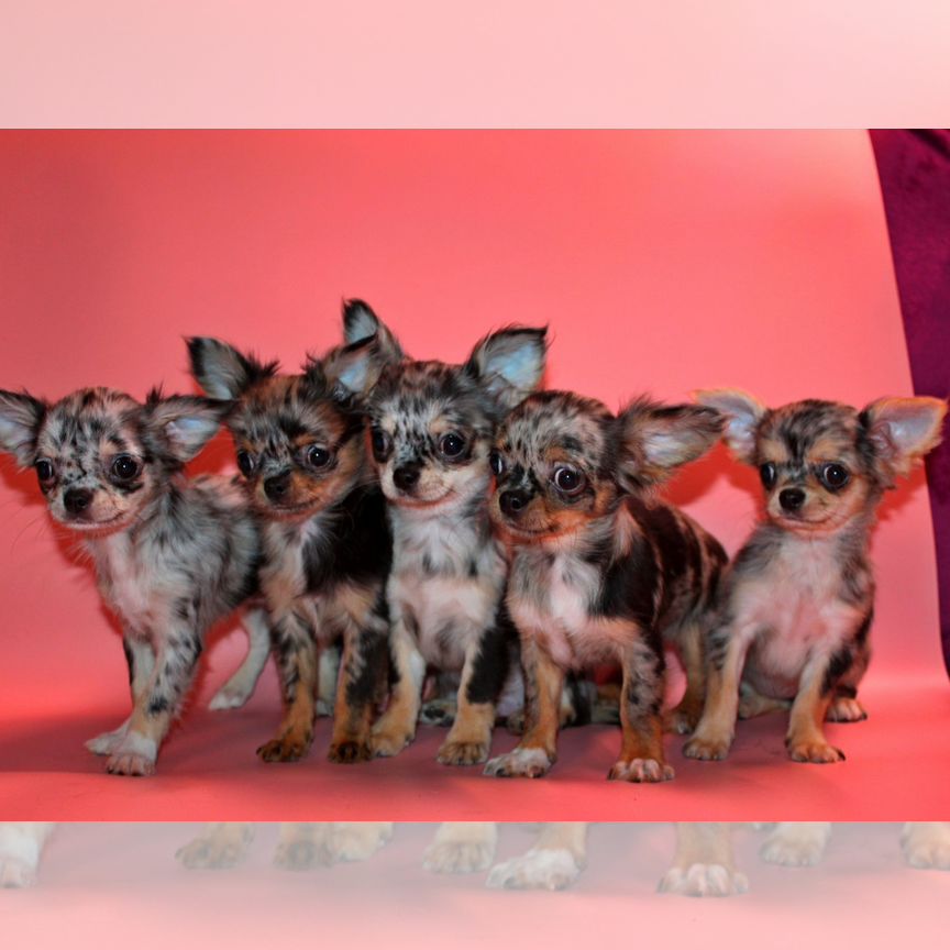 Чихуахуа, щенок