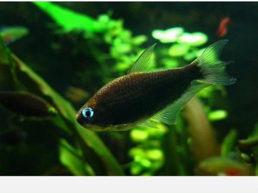 Аквариумные рыбки