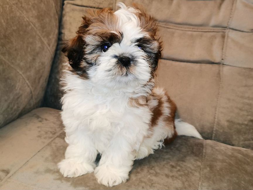 Чудесные девочки шит цу