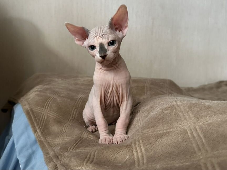 Котята сфинкс