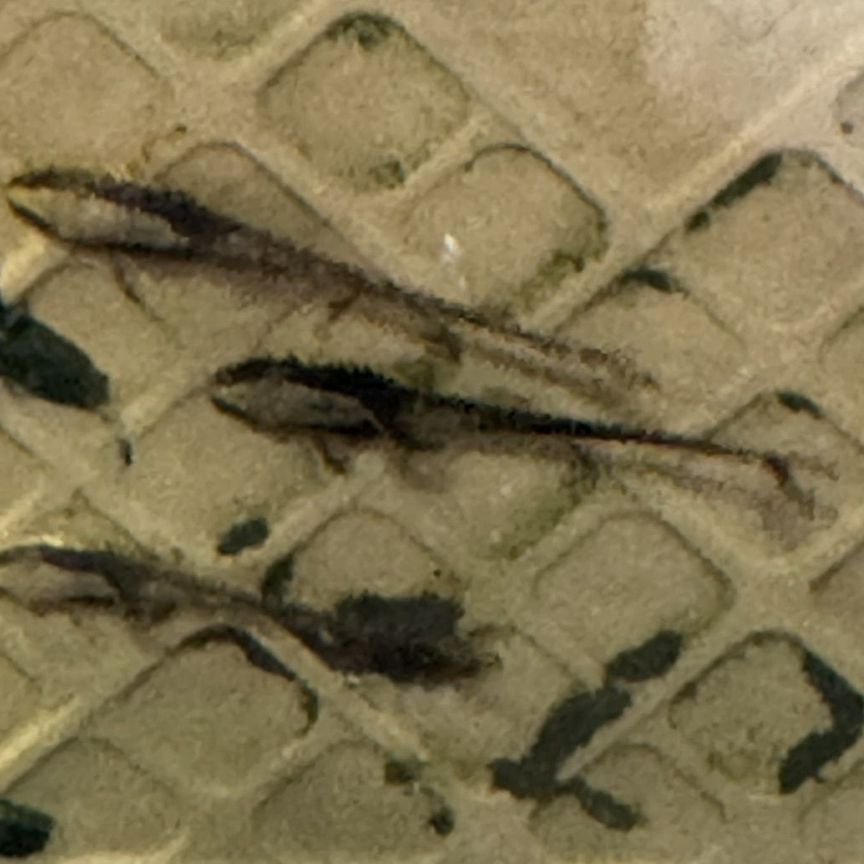 1 Стуриосома панамская 2 гиацинт водный