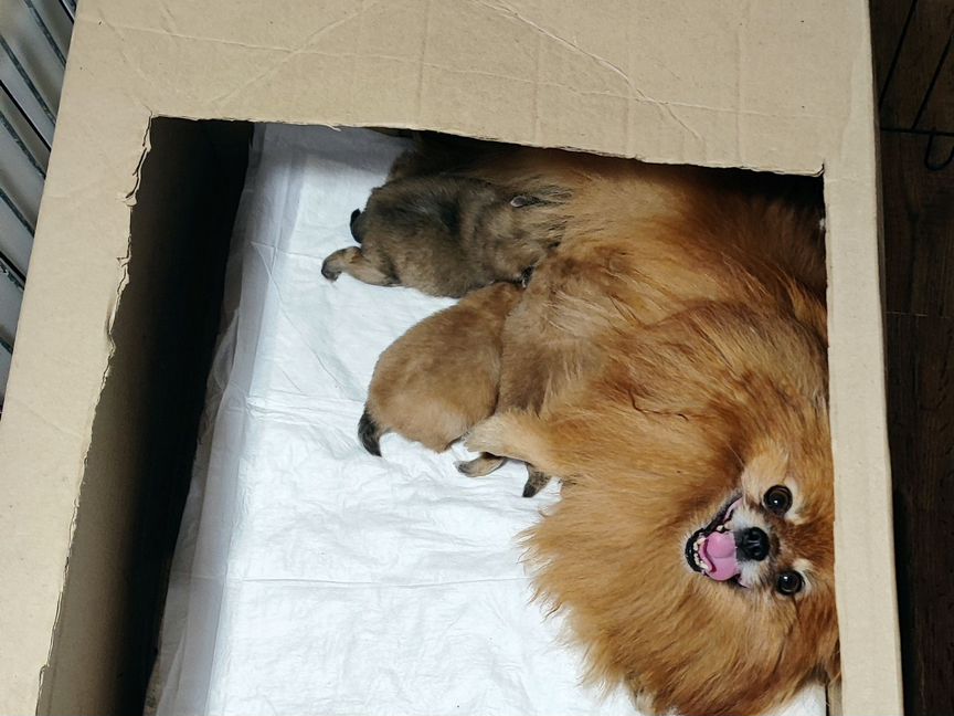 Померанский шпиц