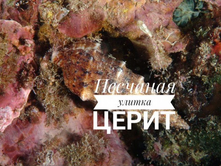 Песчаная улитка Церит, М (улитка в наличии)